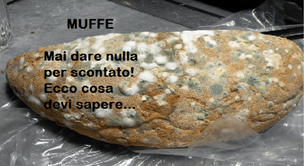 Muffa alimentare: quanto è pericolosa? Ecco cosa devi sapere