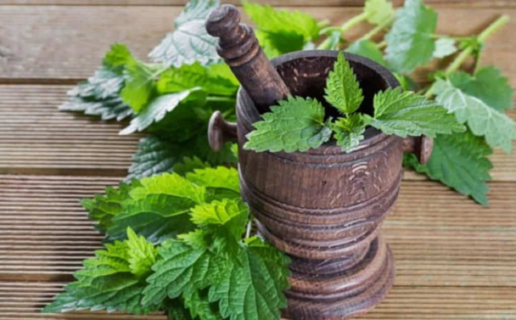Ortica: pianta medicinale dalle tante proprietà e benefici
