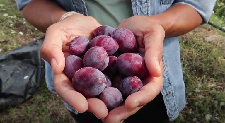 Susine: calorie, proprietà, valori nutrizionali e benefici